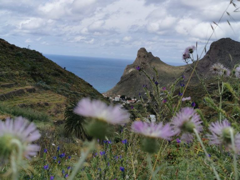 Parco Rurale di Anaga: il bosco fatato al nord di Tenerife | A Piedi il ...